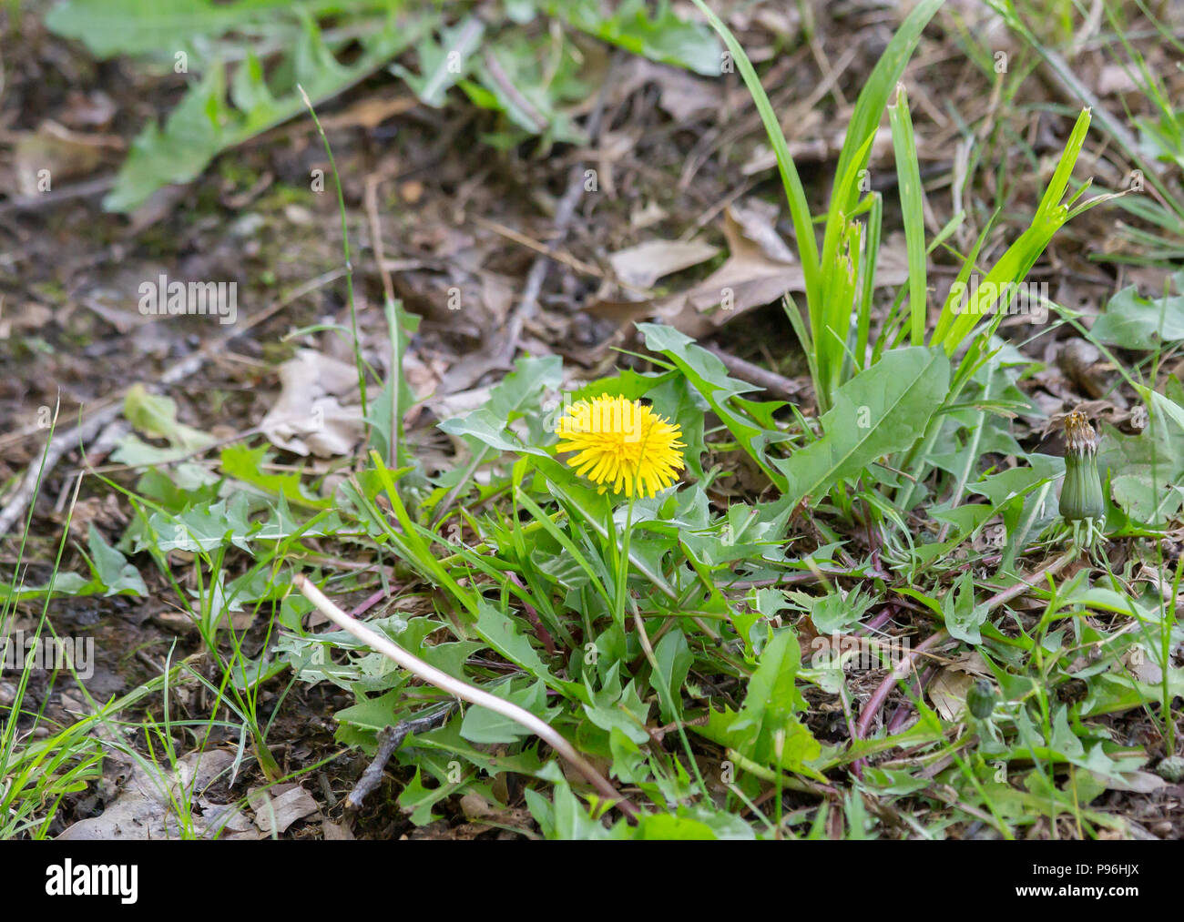 Single dandelion weed flower growing in a green patch of dry ground ...