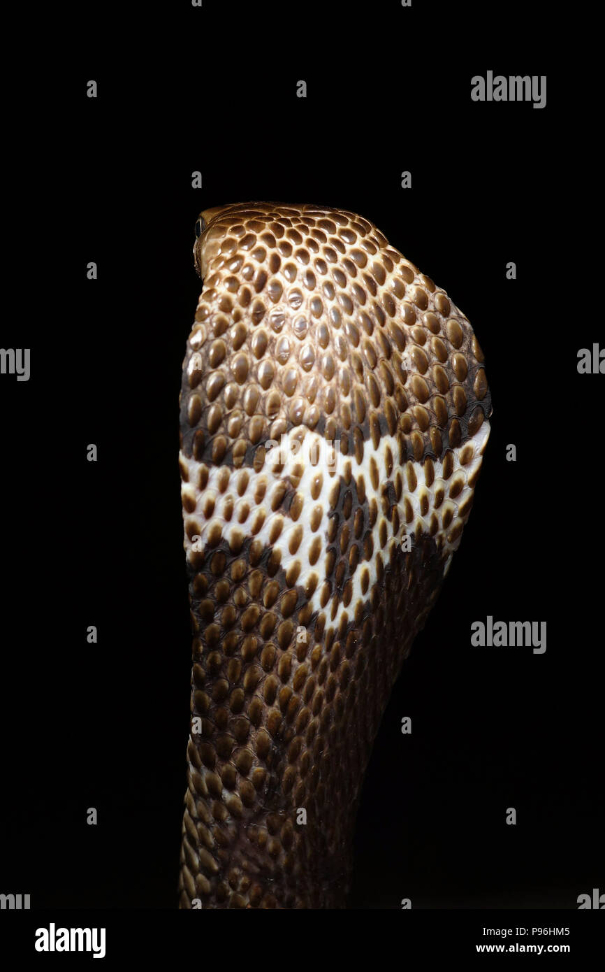 Chinese cobra hong kong hi-res stock photography and images - Alamy