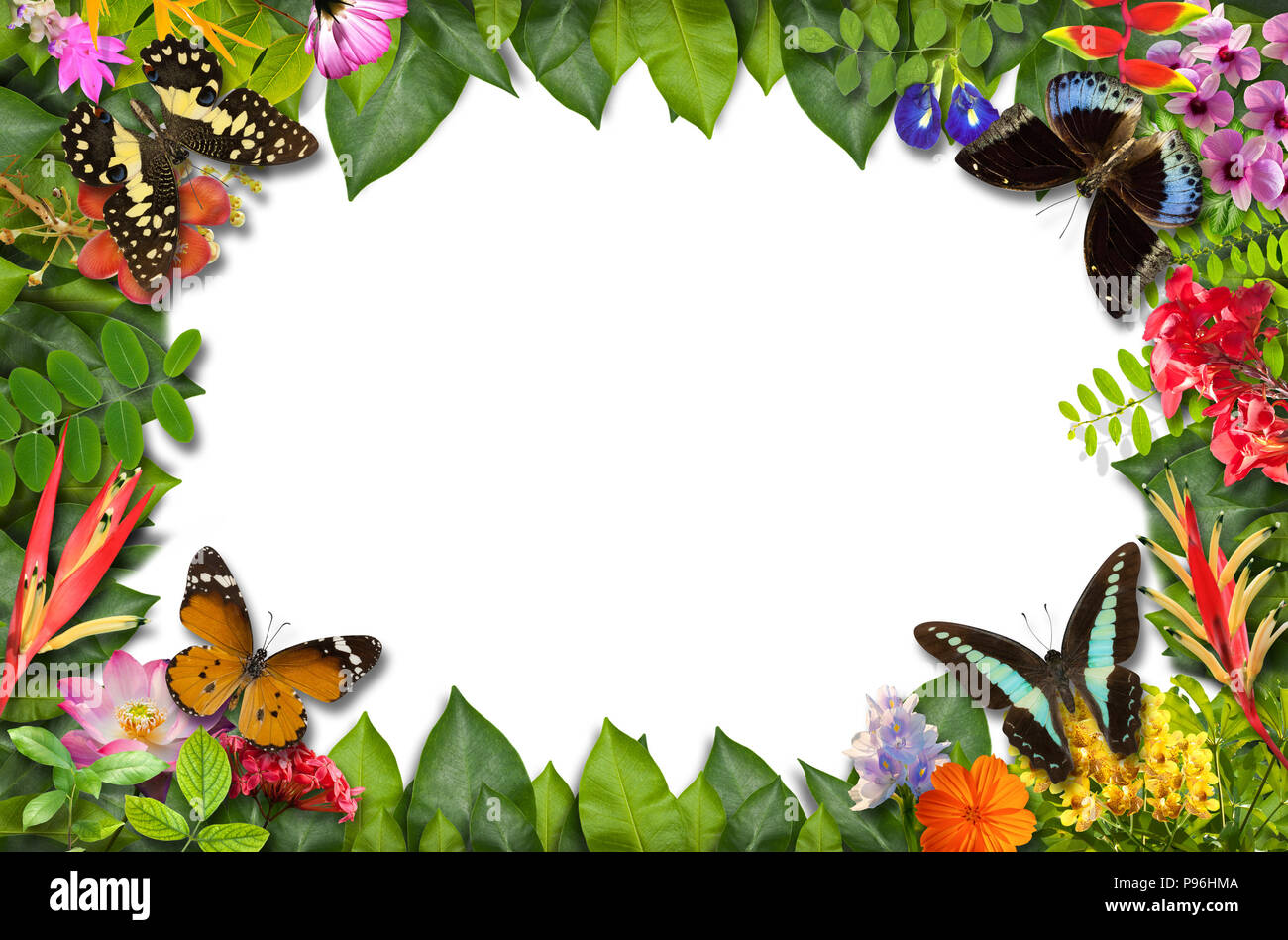 Nature border with flower and green leaf background Stock Photo - Alamy