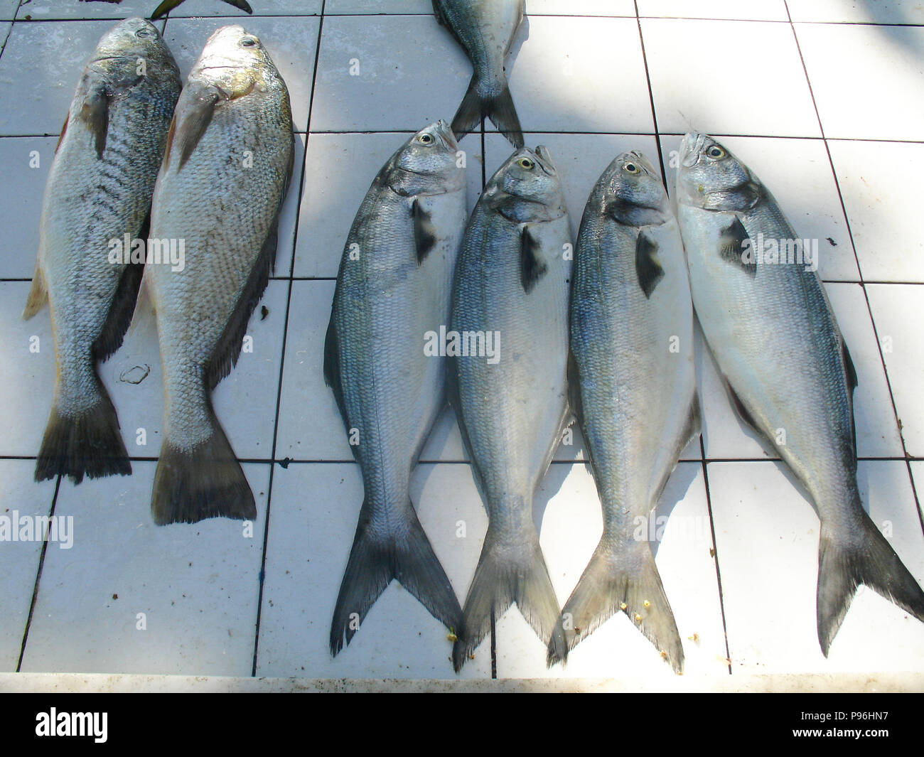 Fish, Copacabana beach, Rio de Janeiro, Brazil Stock Photo - Alamy