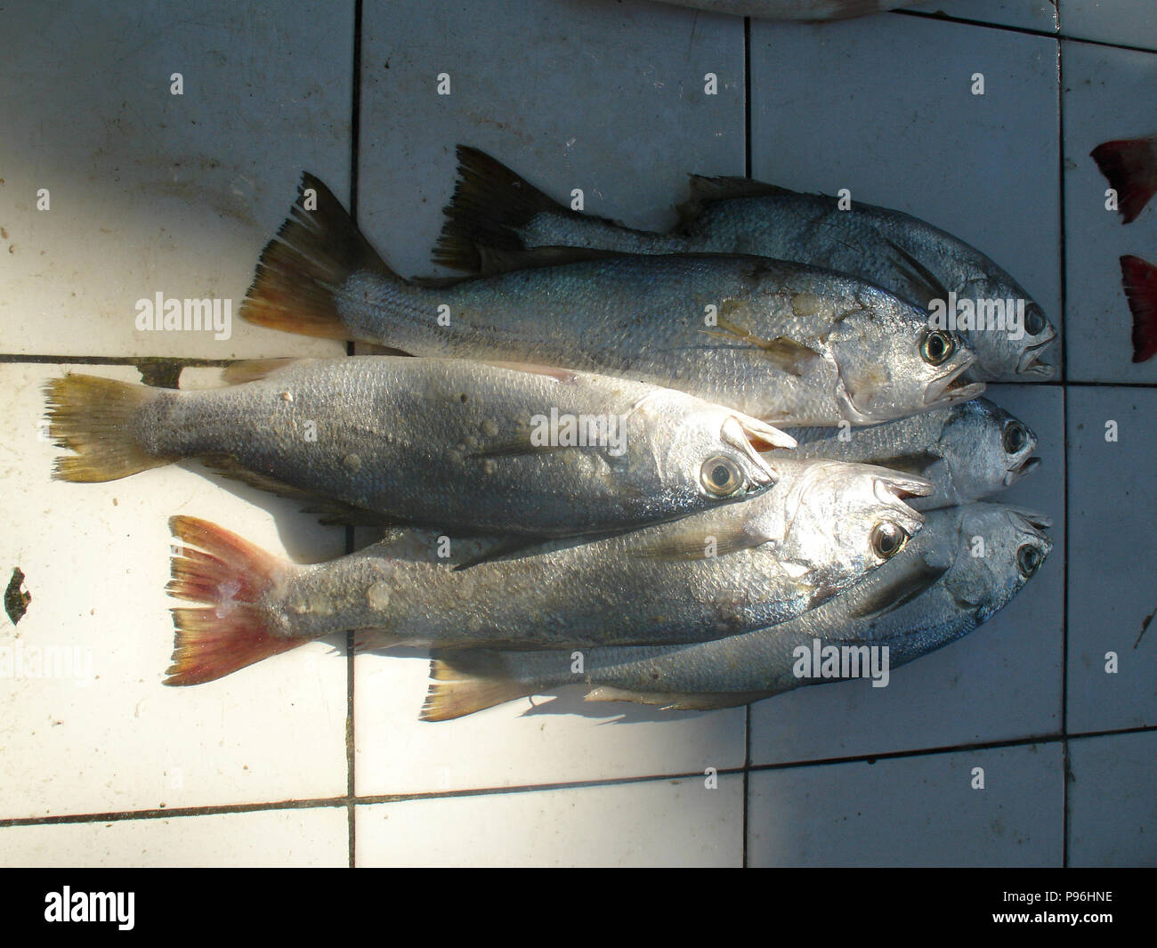 Fish, Copacabana beach, Rio de Janeiro, Brazil Stock Photo - Alamy