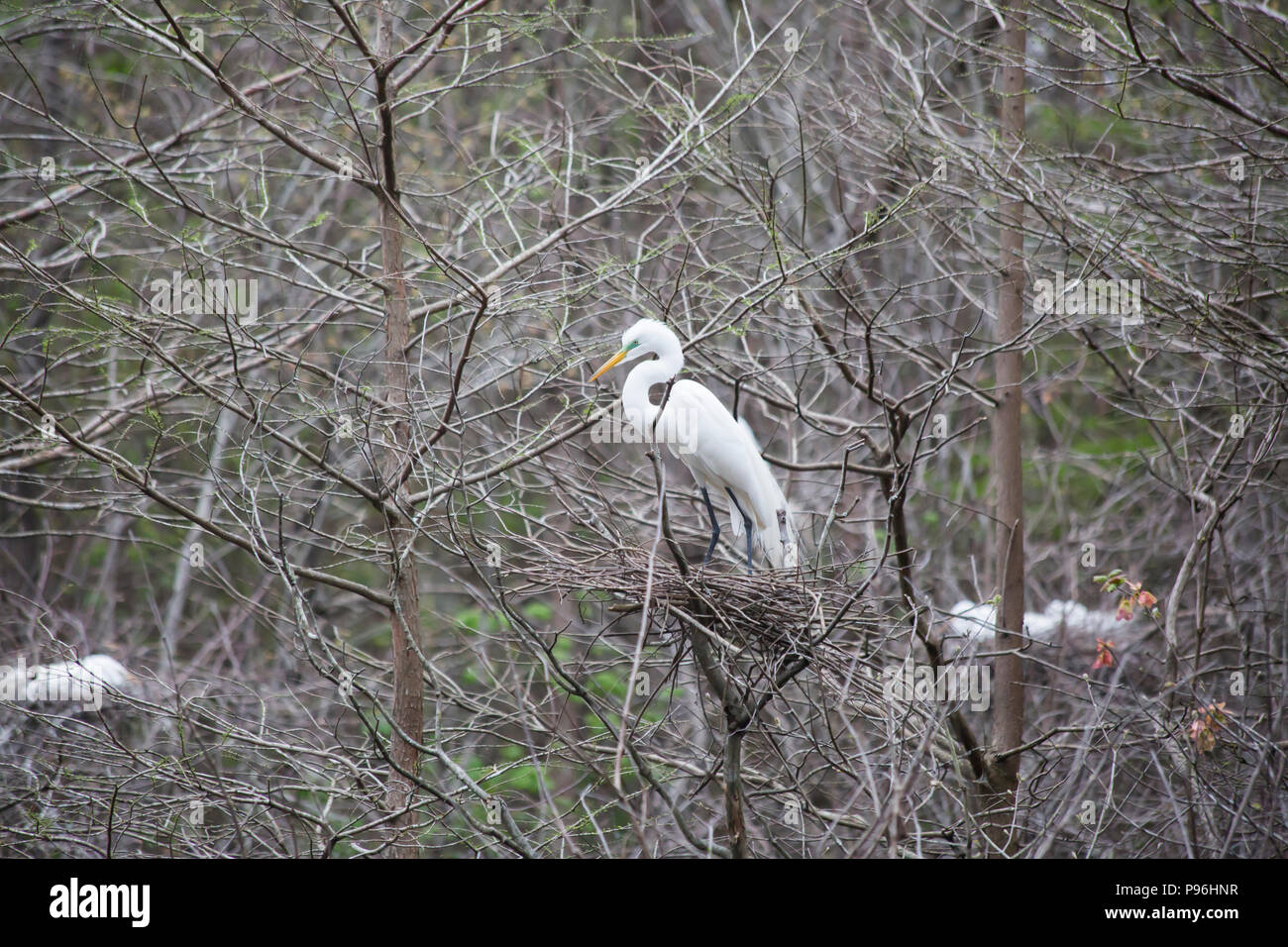 Great egret guarding its nest in a tree Stock Photo - Alamy