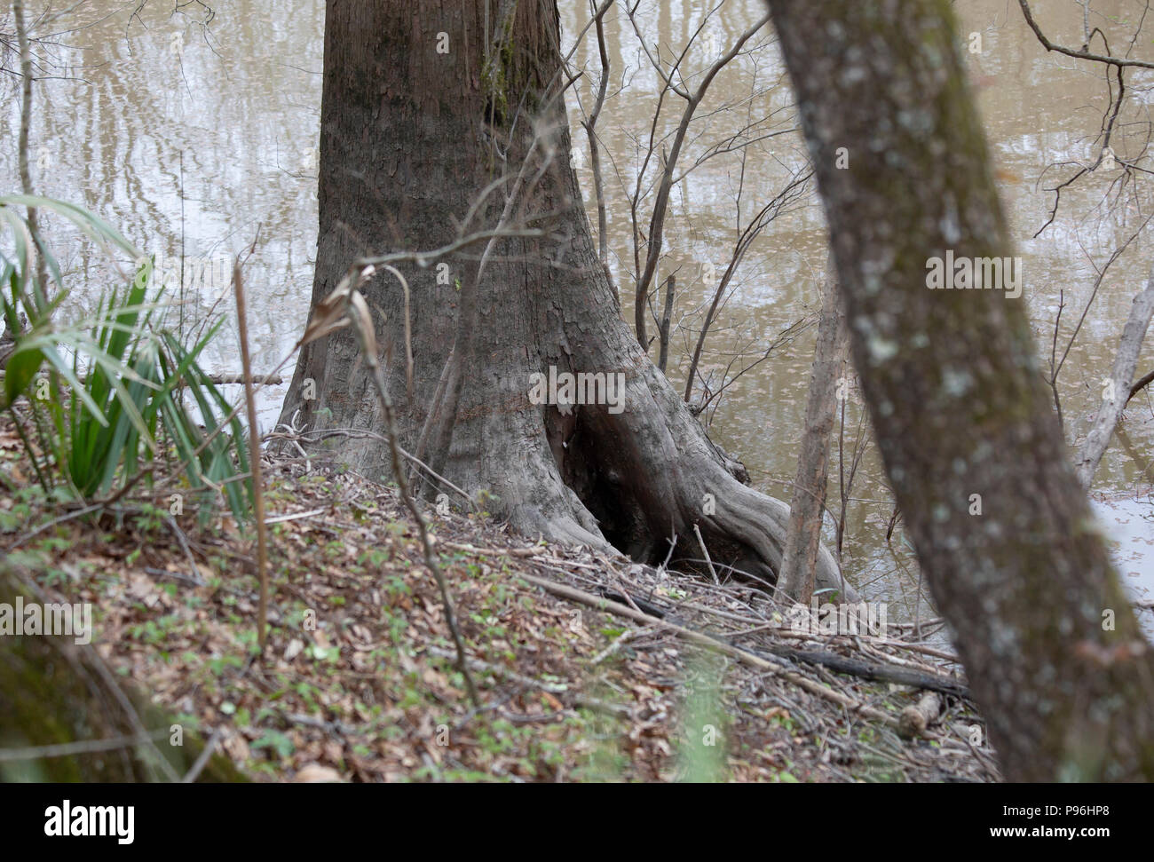 Potential animal den in a hollow under a tree Stock Photo - Alamy