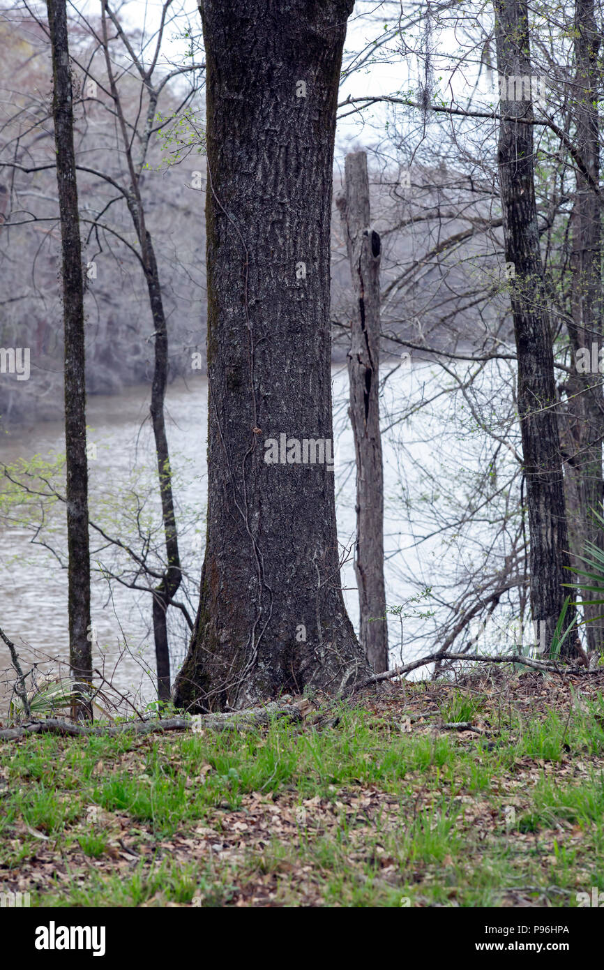 One large tree in the center of several smaller trees on a lake shore ...