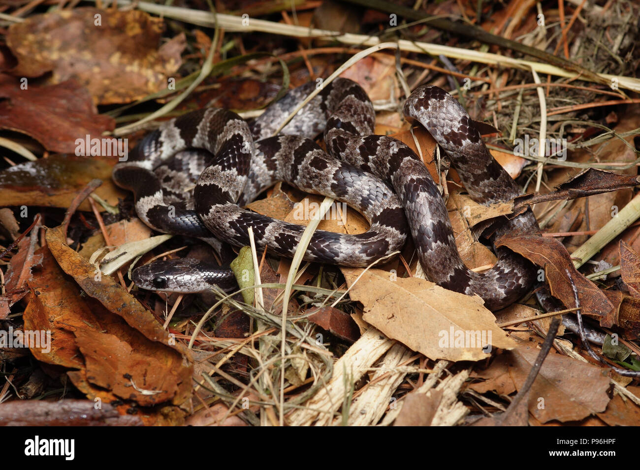 Lycodon ruhstrati Formosa wolf snake mountain Stock Photo - Alamy