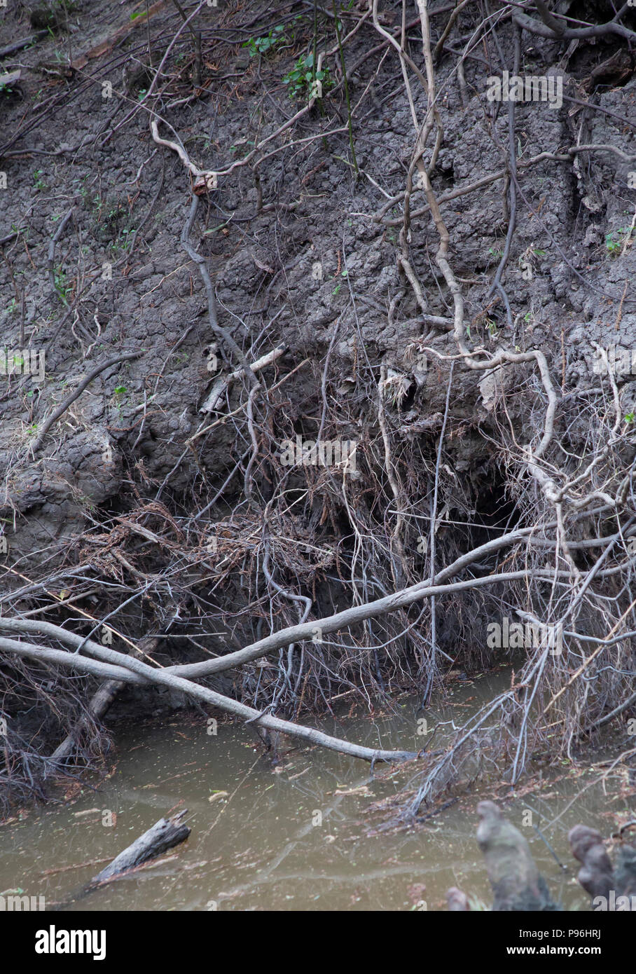 Animal den dug into the bank of a lake Stock Photo - Alamy