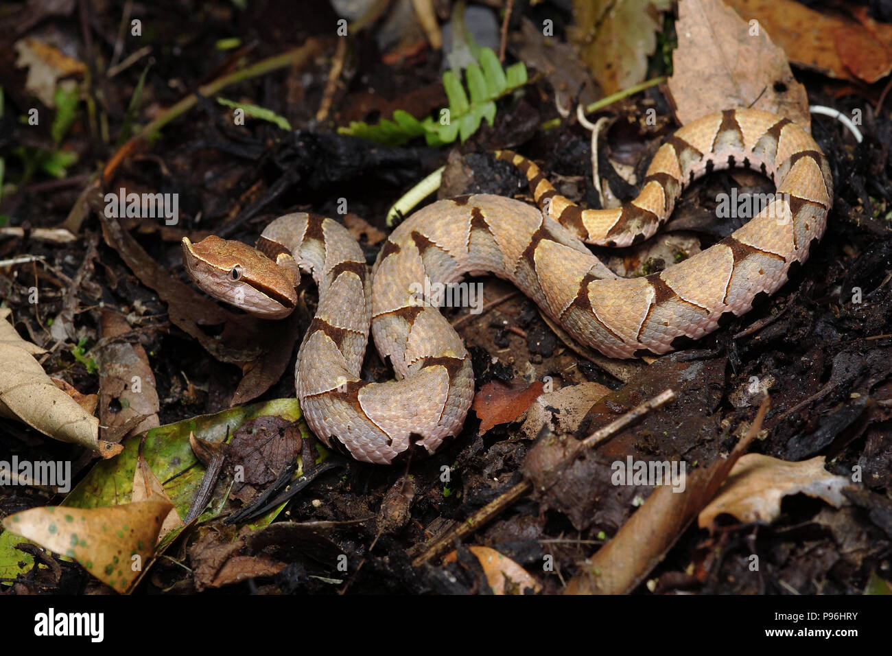 Hundred pacer deinagkistrodon acutus snake hi-res stock photography and ...