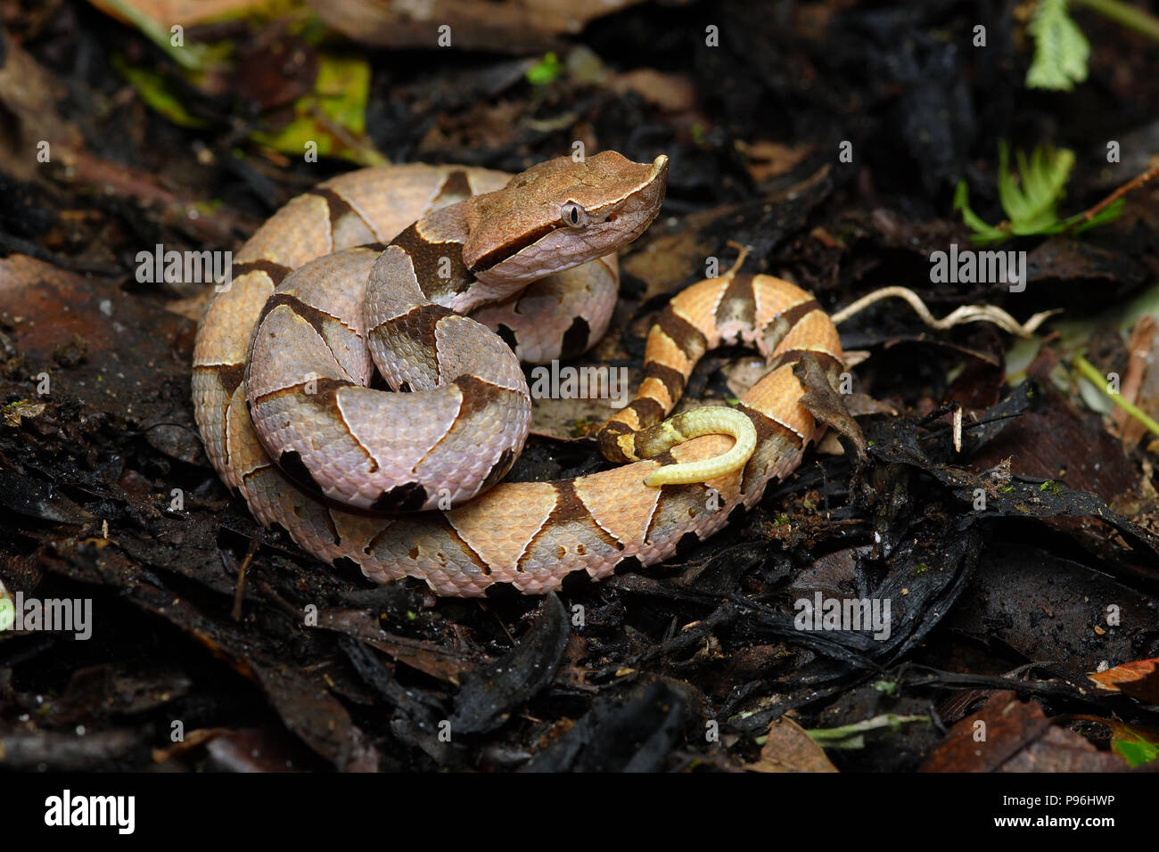 Hundred pacer deinagkistrodon acutus snake hi-res stock photography and ...