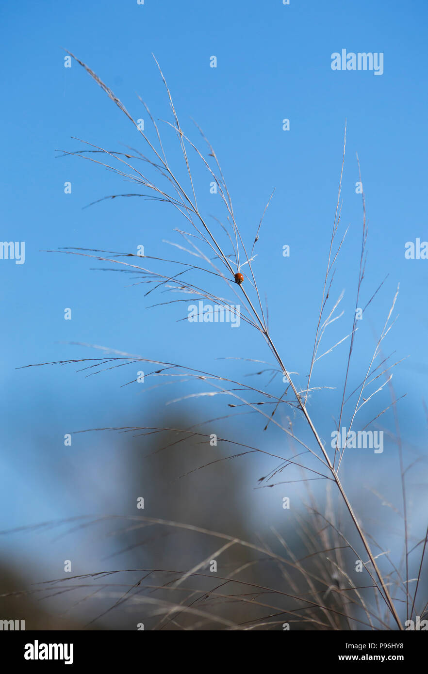 Tiny, red ladybug beetle on a brown weed Stock Photo - Alamy