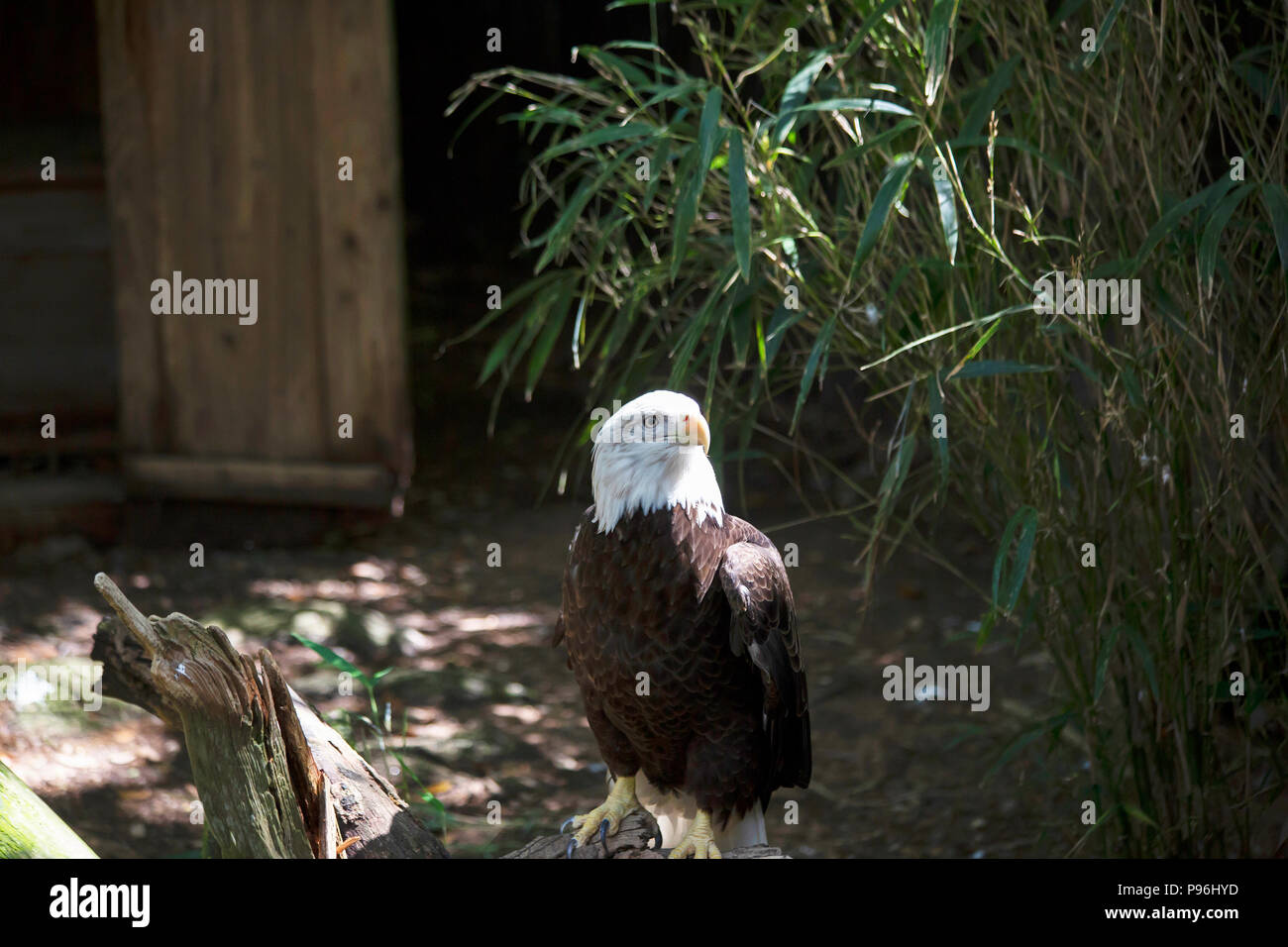 Bald eagle perched watchfully on a fallen limb Stock Photo - Alamy