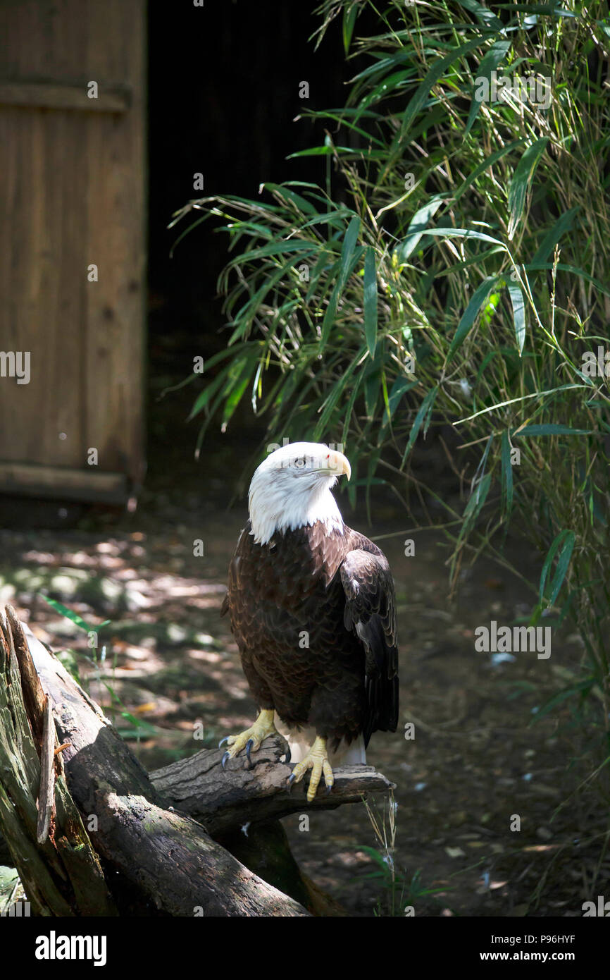 Bald eagle perched watchfully on a fallen limb Stock Photo - Alamy