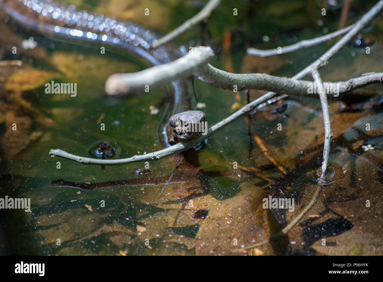 Cottonmouth (Agkistrodon piscivorus), also known as a water moccasin ...