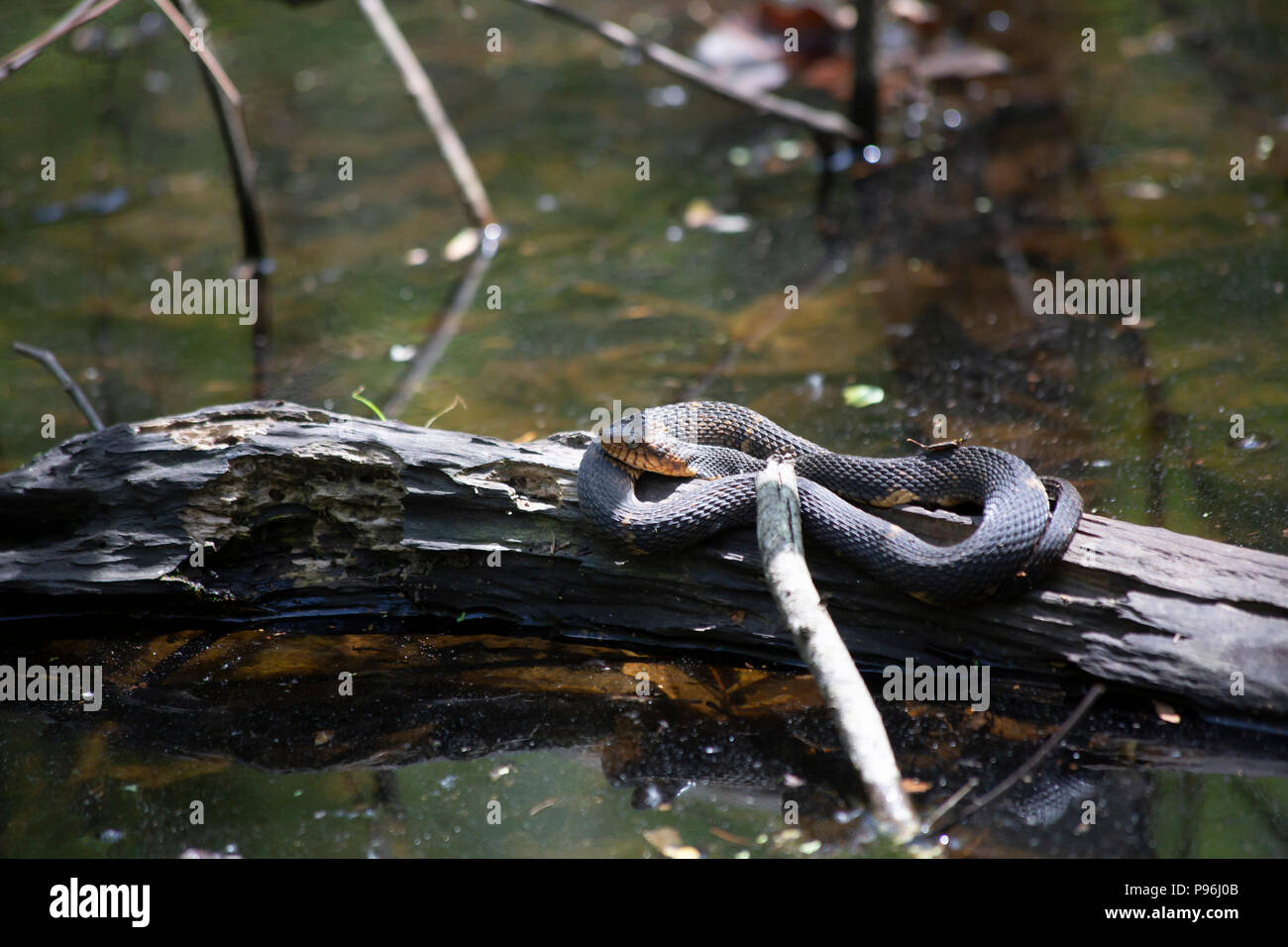 Broad-banded water snake (Nerodia fasciata confluens) resting on a ...