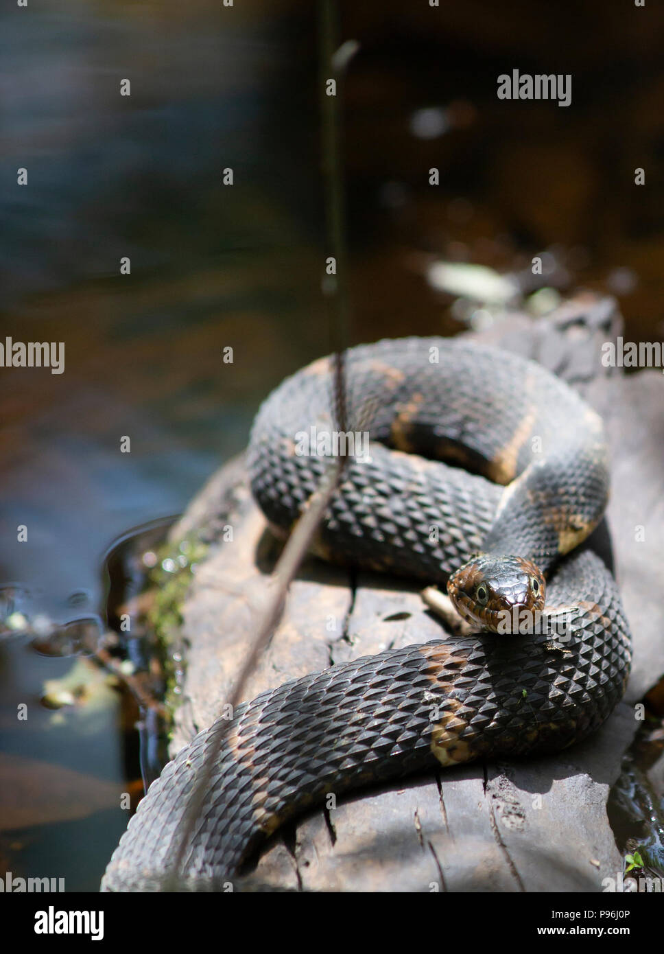 Broad-banded water snake (Nerodia fasciata confluens) resting on a ...