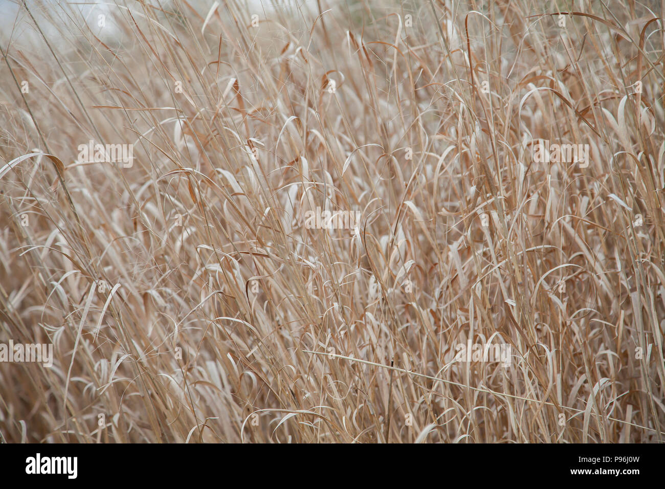 Field of tall, brown grass waving in the wind Stock Photo - Alamy