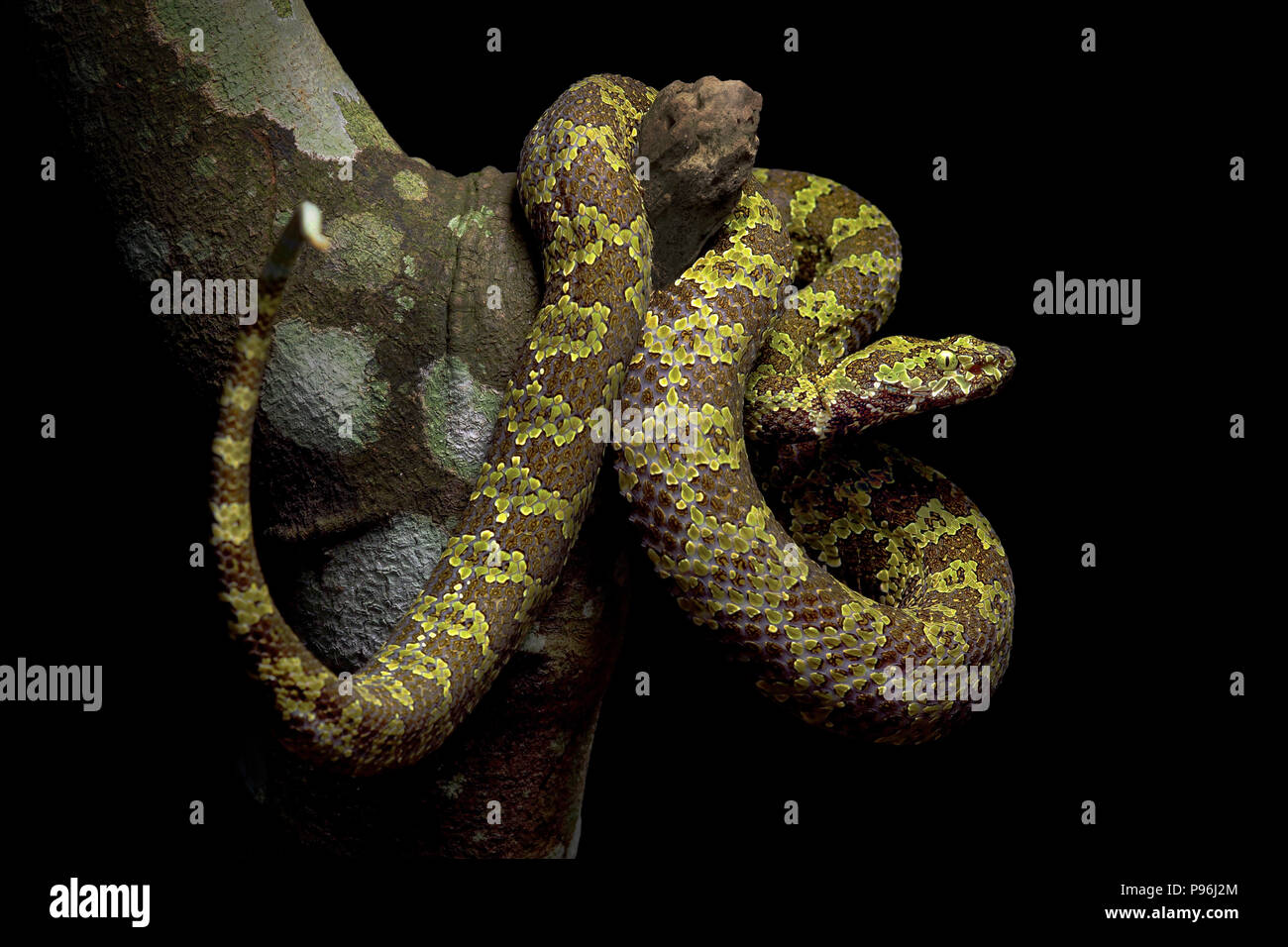 Mangshan pit viper Protobothrops mangshanensis Stock Photo - Alamy