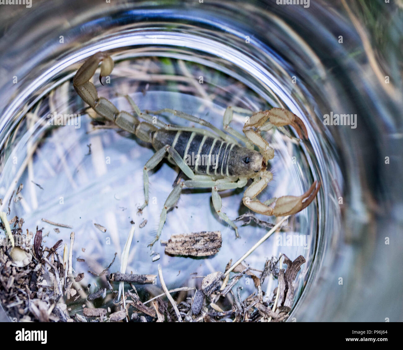 Scorpion yellow desert hi-res stock photography and images - Alamy