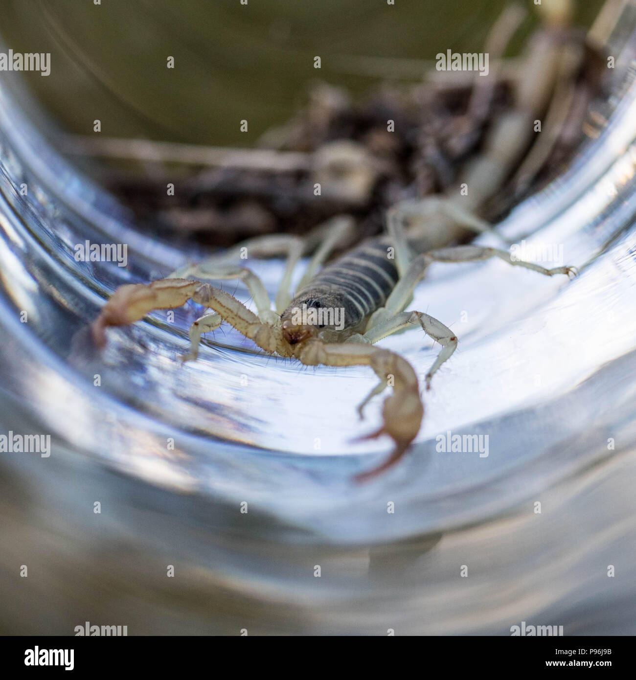 Scorpion pincer hi-res stock photography and images - Alamy