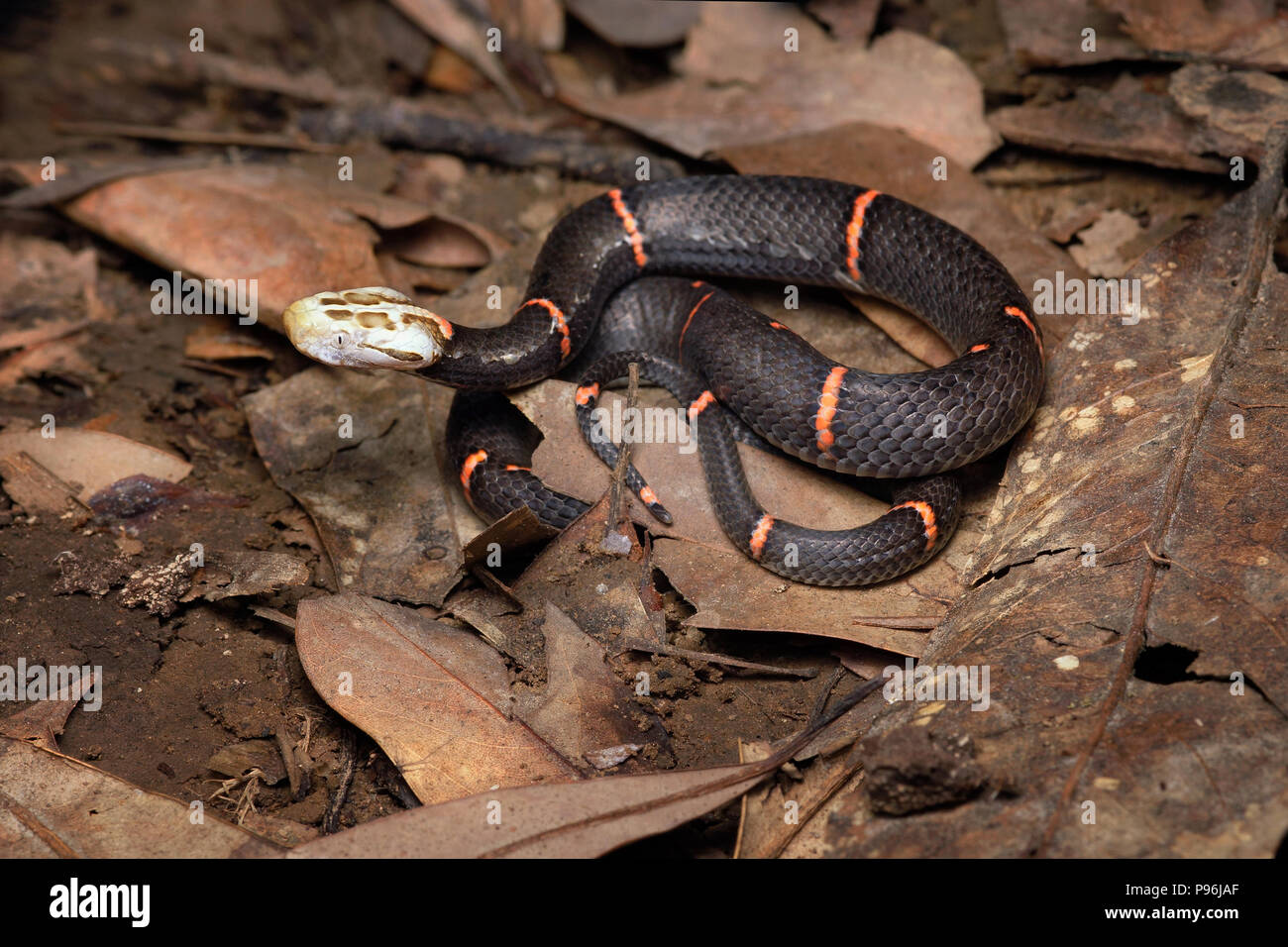 Fea's viper Azemiops feae Stock Photo - Alamy