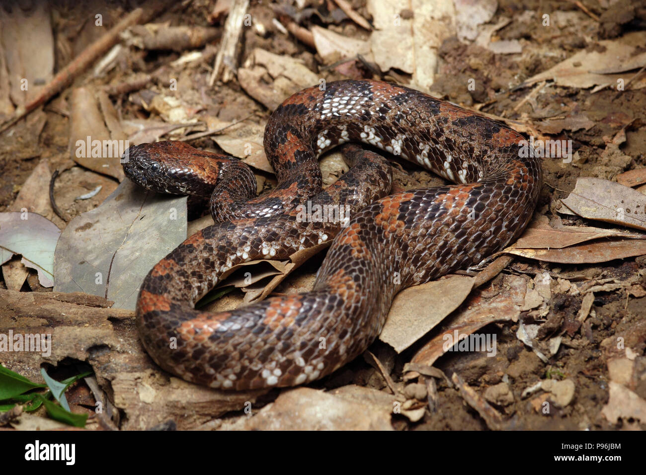 Ovophis monticola mountain pit viper Stock Photo - Alamy