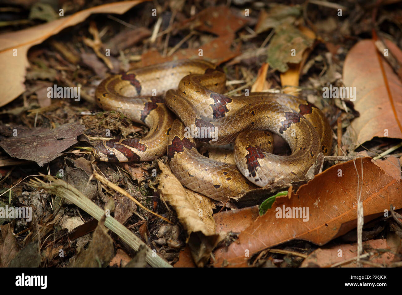 Oligodon ornatus ornate kukri snake red bellied Stock Photo - Alamy