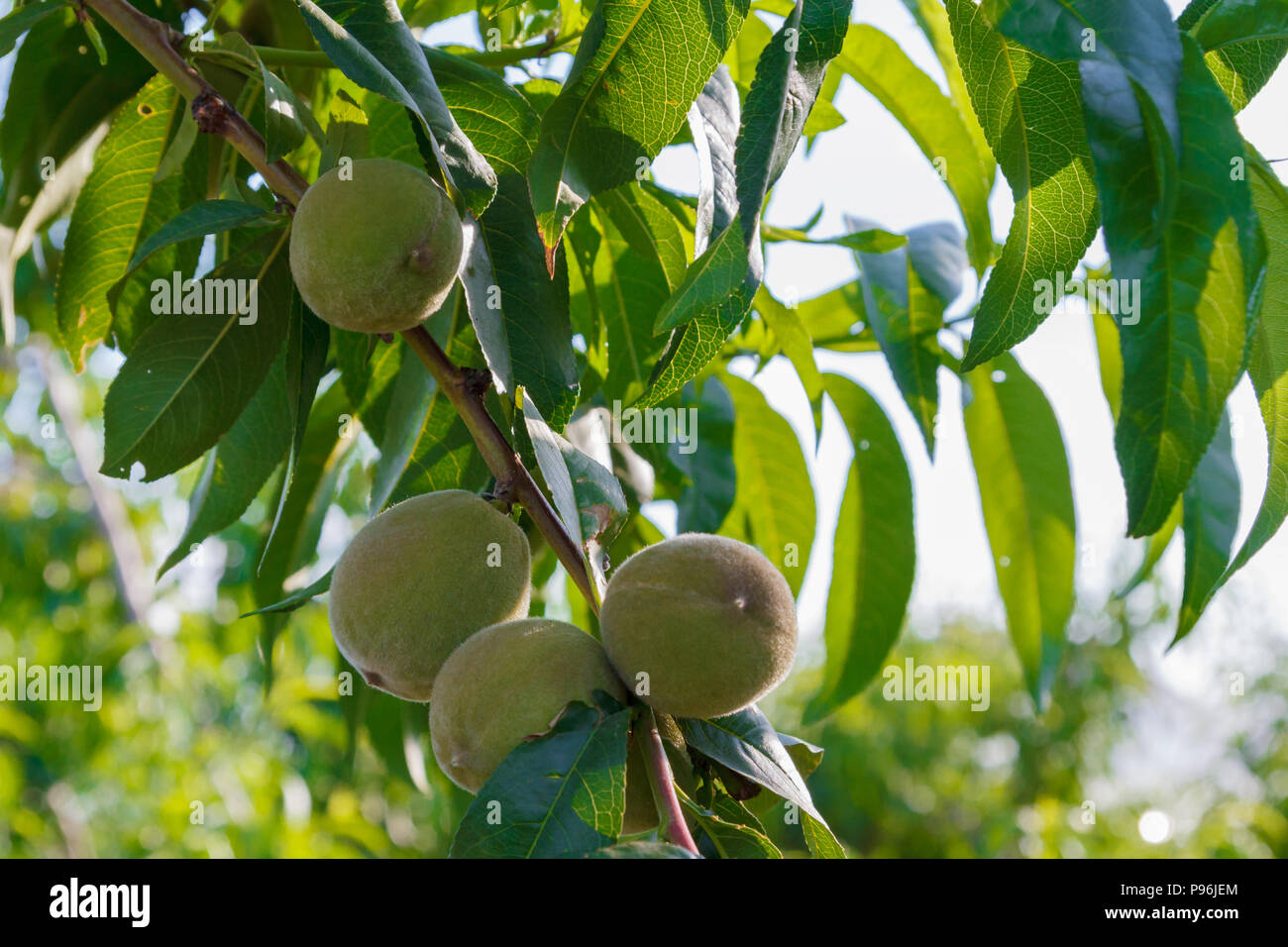 Apricot tree planting hi-res stock photography and images - Alamy
