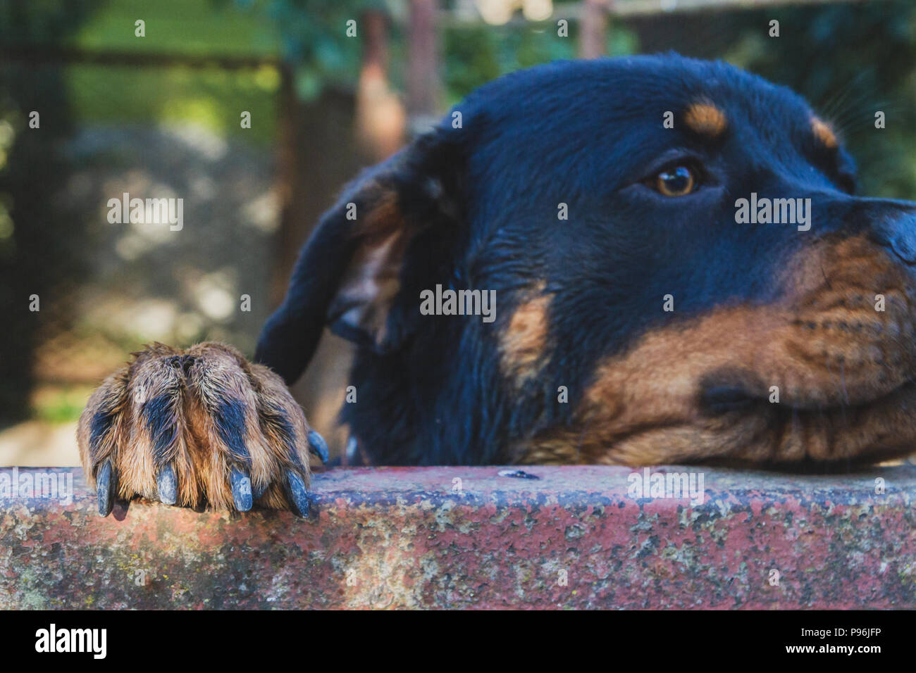 Dog Rottweiler sitting in the house in the garden Stock Photo - Alamy
