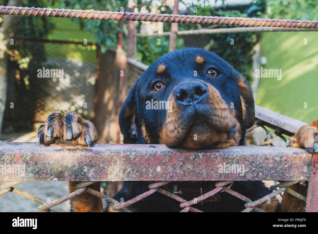 Dog Rottweiler sitting in the house in the garden Stock Photo - Alamy