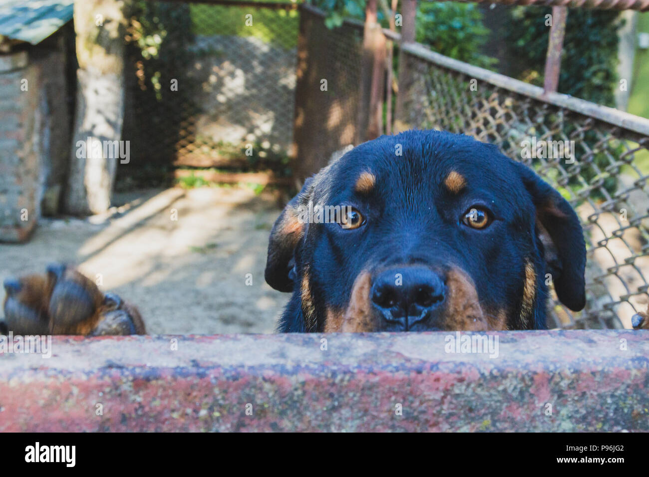 Dog Rottweiler sitting in the house in the garden Stock Photo - Alamy