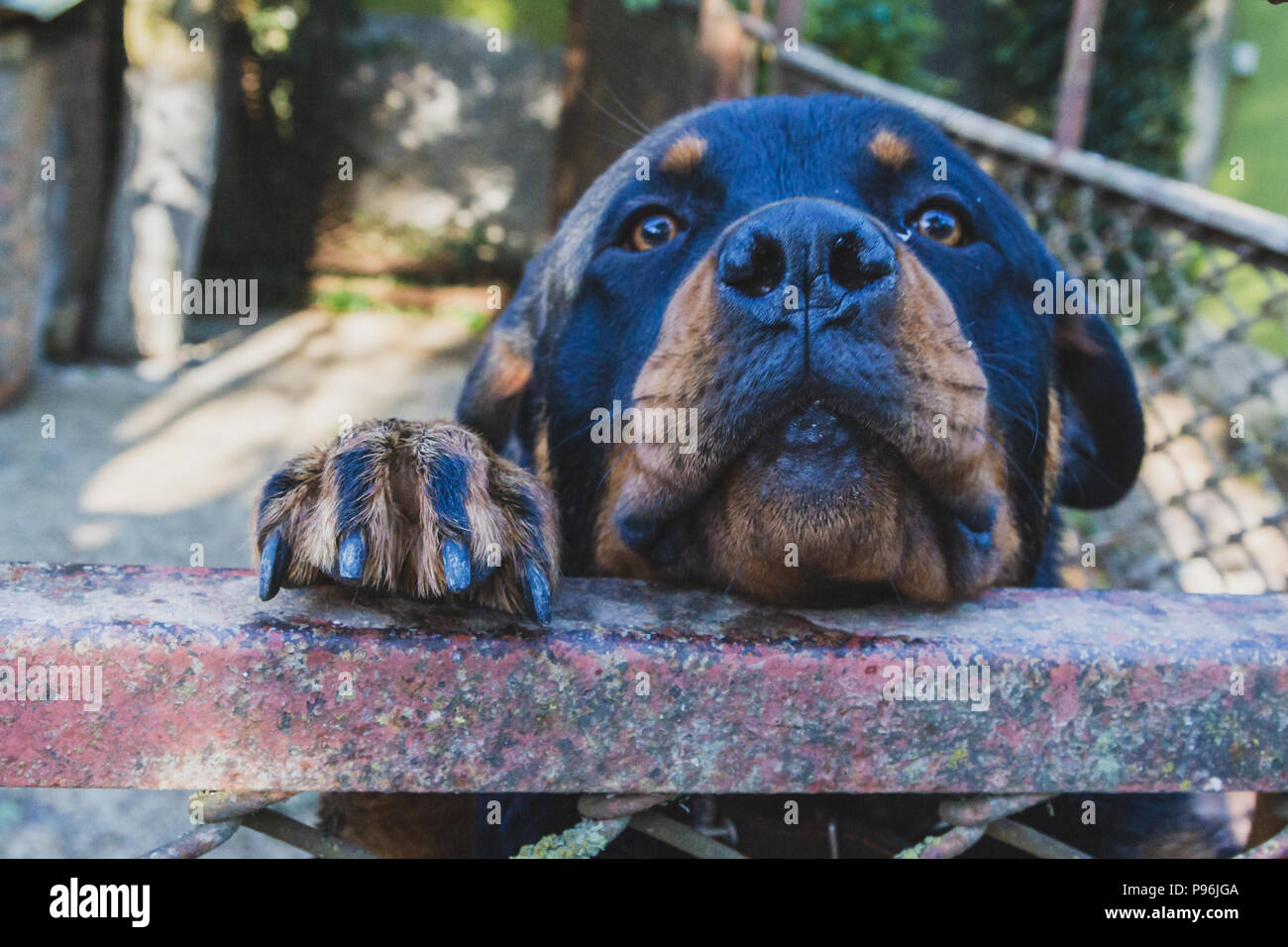 Dog Rottweiler sitting in the house in the garden Stock Photo - Alamy