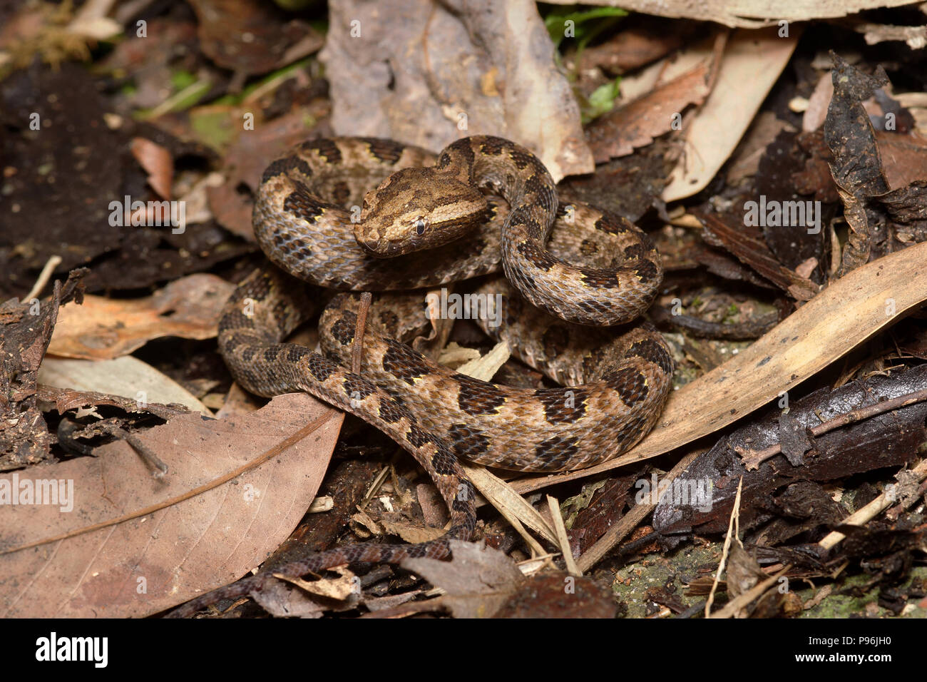 Habu snake hi-res stock photography and images - Alamy