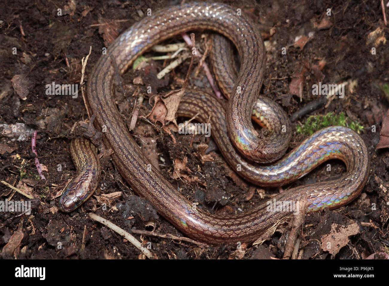 Calamaria pavimentata hi-res stock photography and images - Alamy