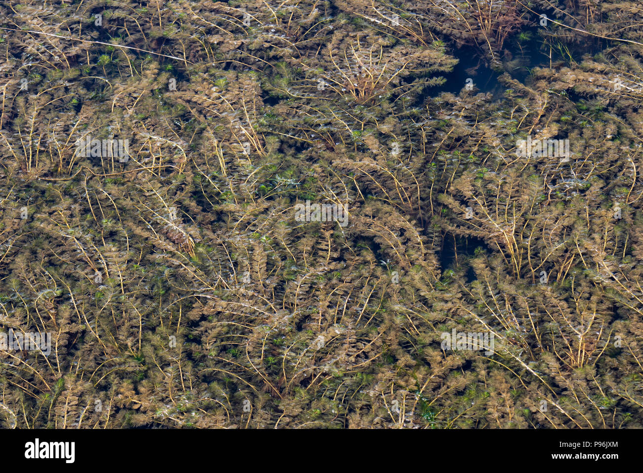 Thick green and brown seaweed floating in a salt water harbor Stock ...