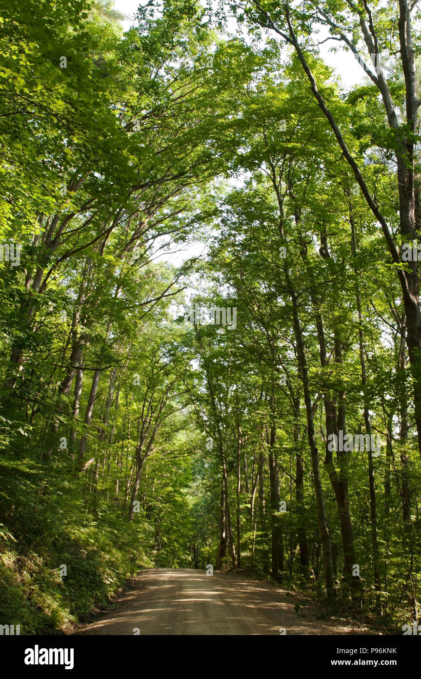 Country Lane Overhanging Tree High Resolution Stock Photography and ...