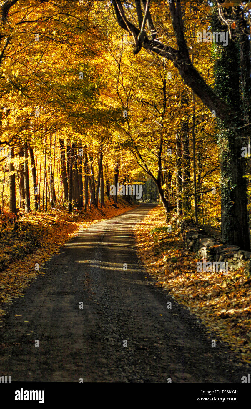 UNITED STATES - November 4, 2016: Fall colors in the Blue Ridge and ...