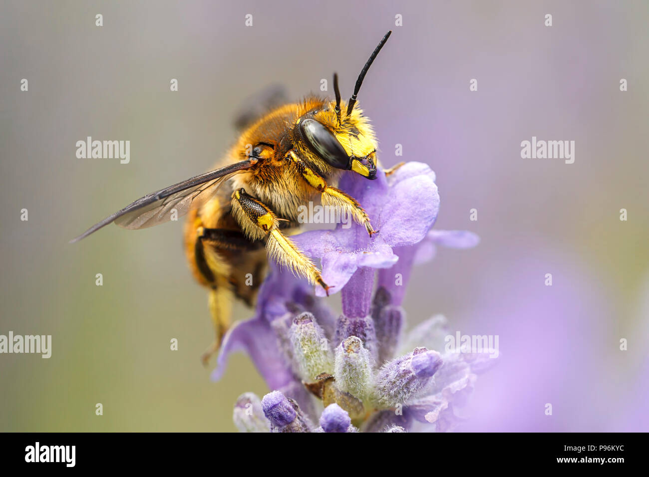 A close up of a honey bee, Apis, on a lavendar plant, Lavandula spica ...