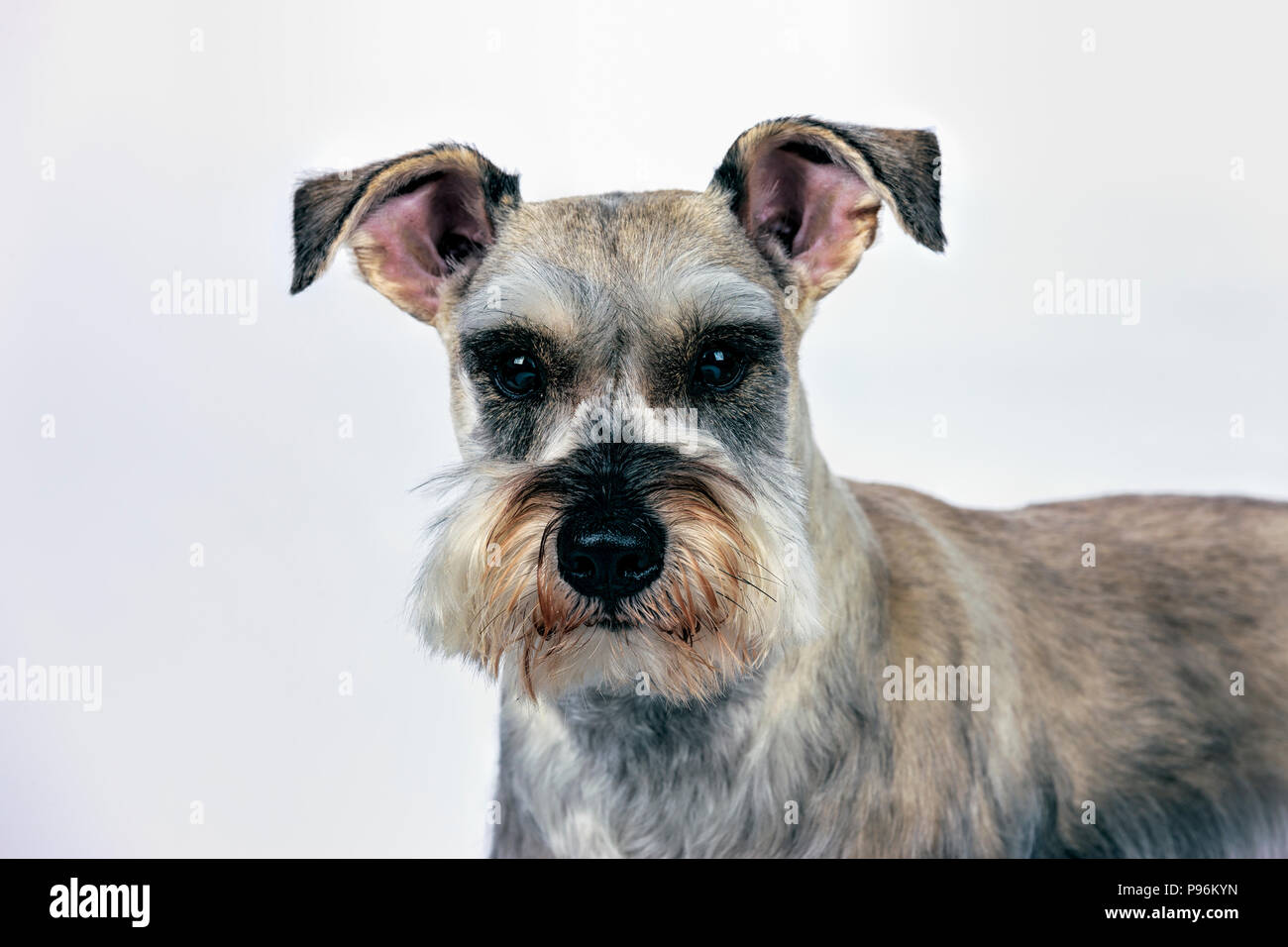 A studio portrait of a cute miniature schnauzer.against a hwite ...