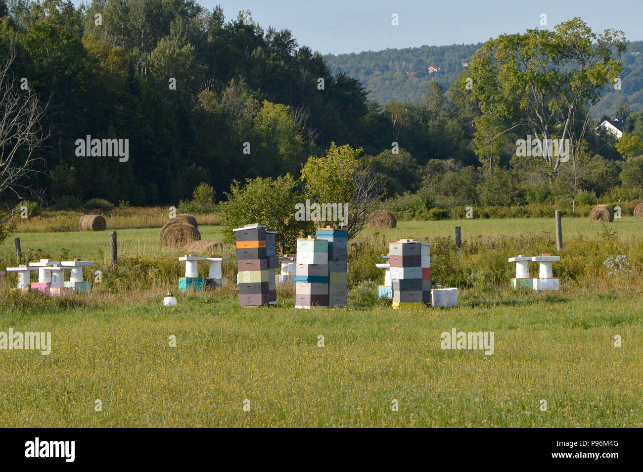 A natural set up of beekeeping hives. Homegrown and local Stock Photo ...