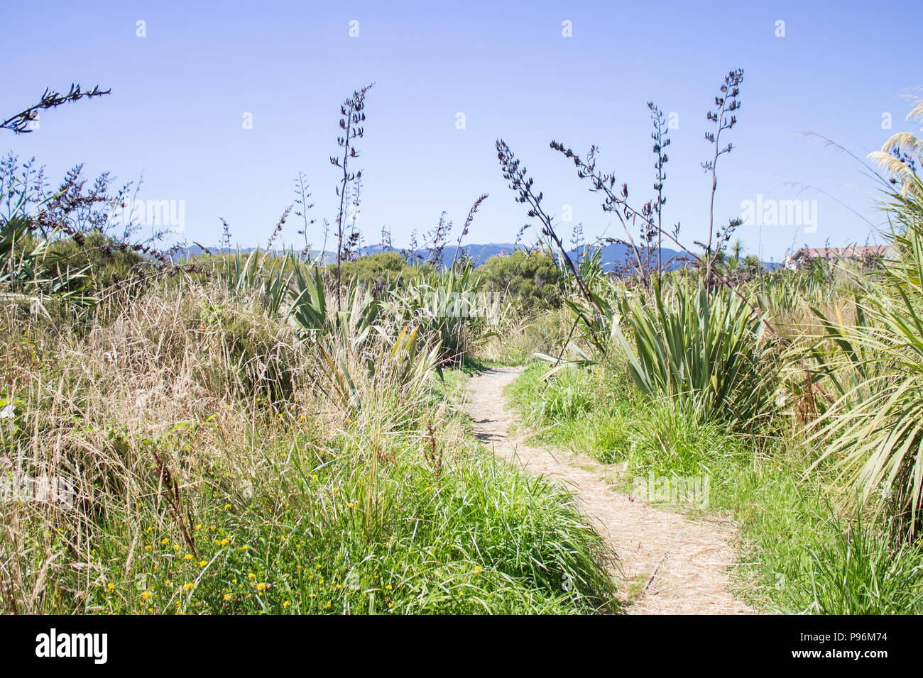Landscape view of a trail leading into the Waikanae Estuary Scientific ...