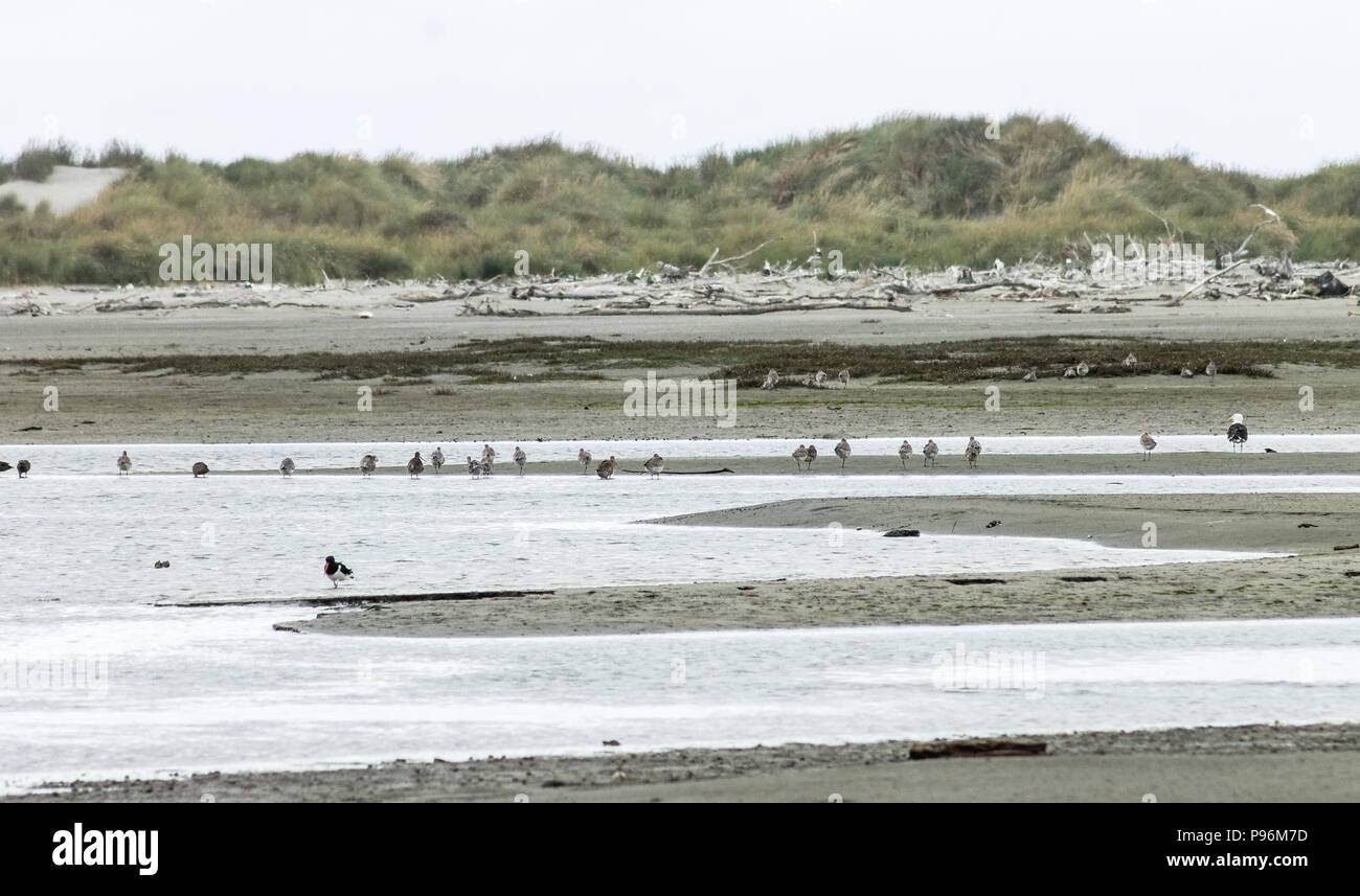 Landscape image of birds gathered at Kuku Beach Estuary, South Manawatu ...