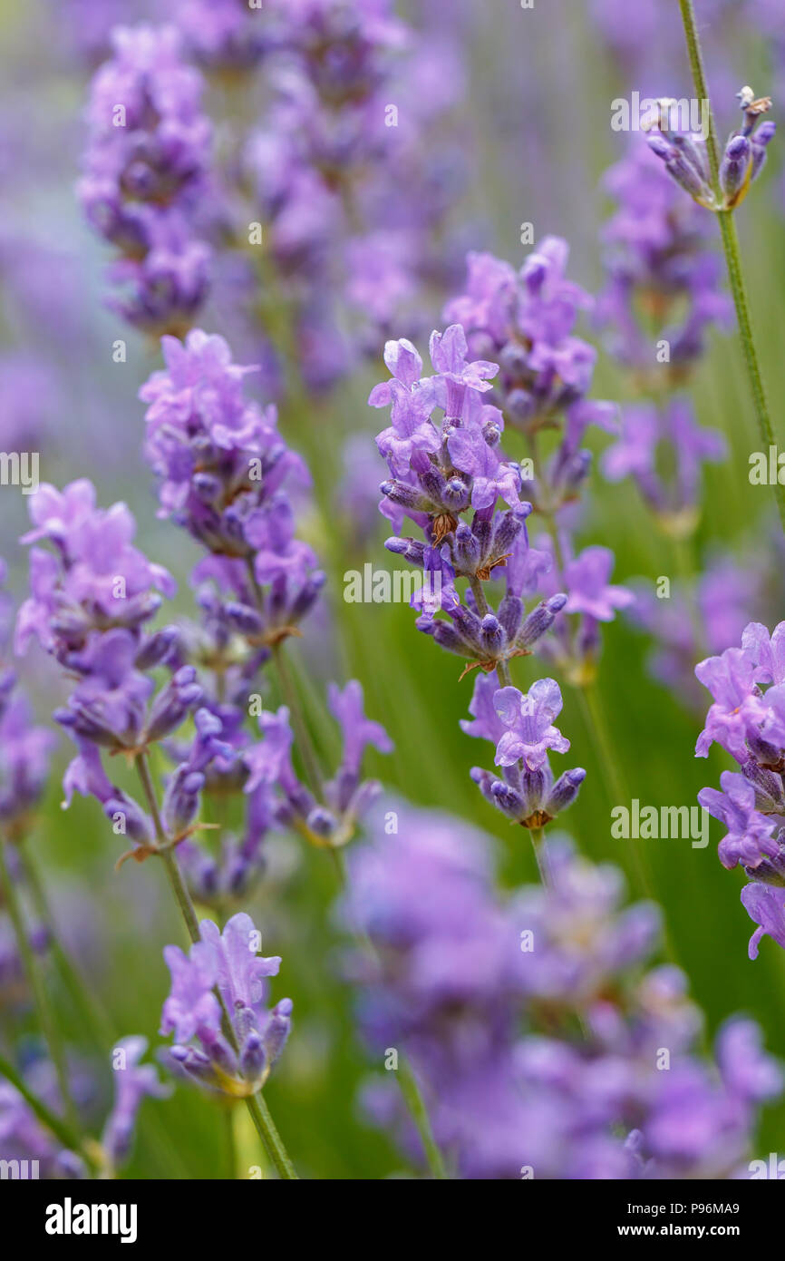 Close up of several lavendar flowers, Lavandula spica, on a lavendar ...