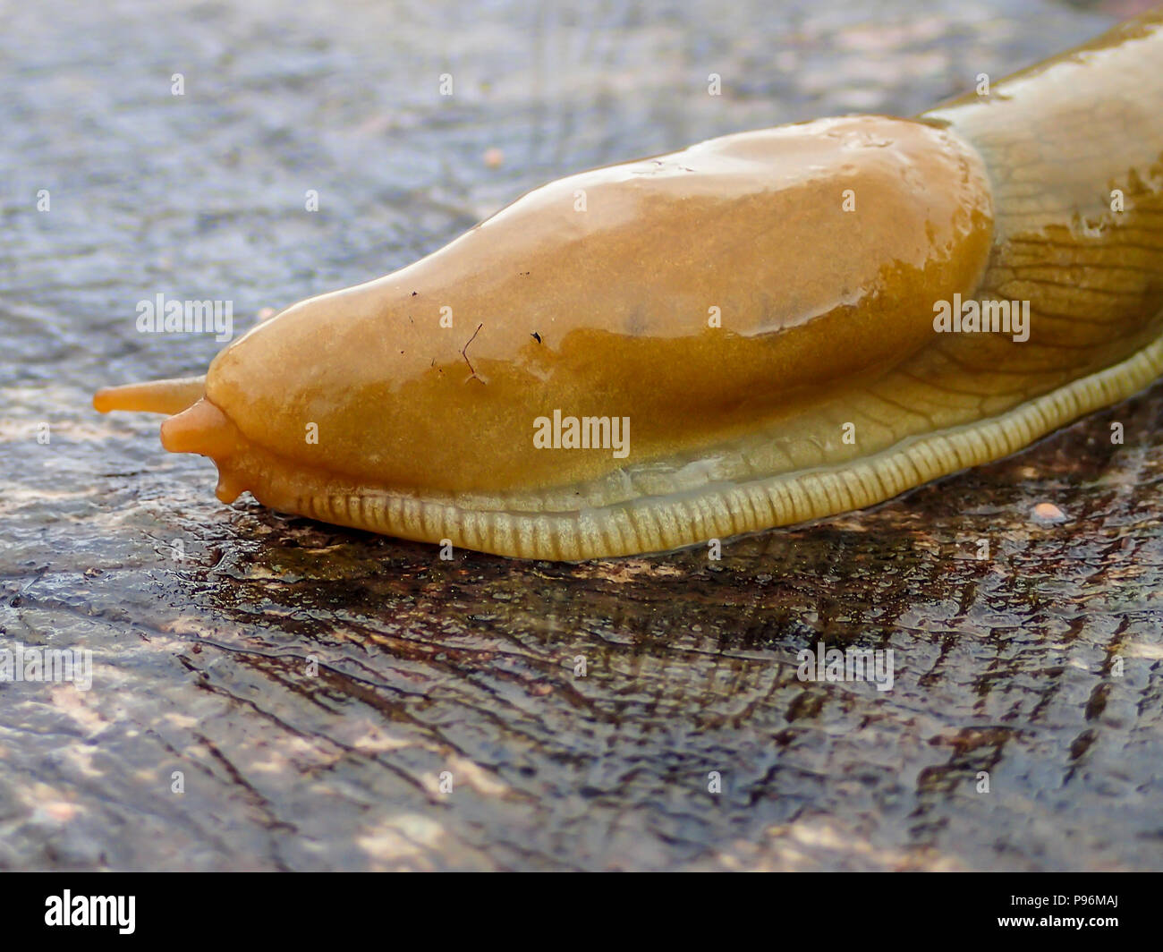A close up of a yellow slug, limacus flavus, on a wet tree stump in ...