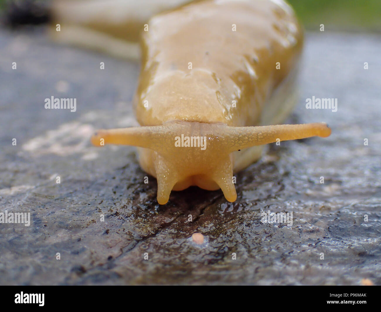 A close up of a yellow slug, limacus flavus, on a wet tree stump in ...