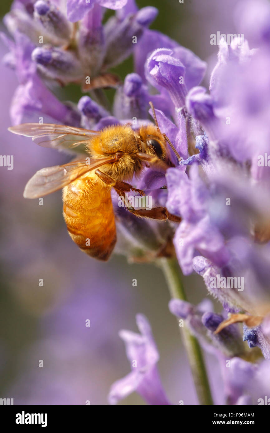 A close up of a honey bee, Apis, on a lavendar plant, Lavandula spica ...