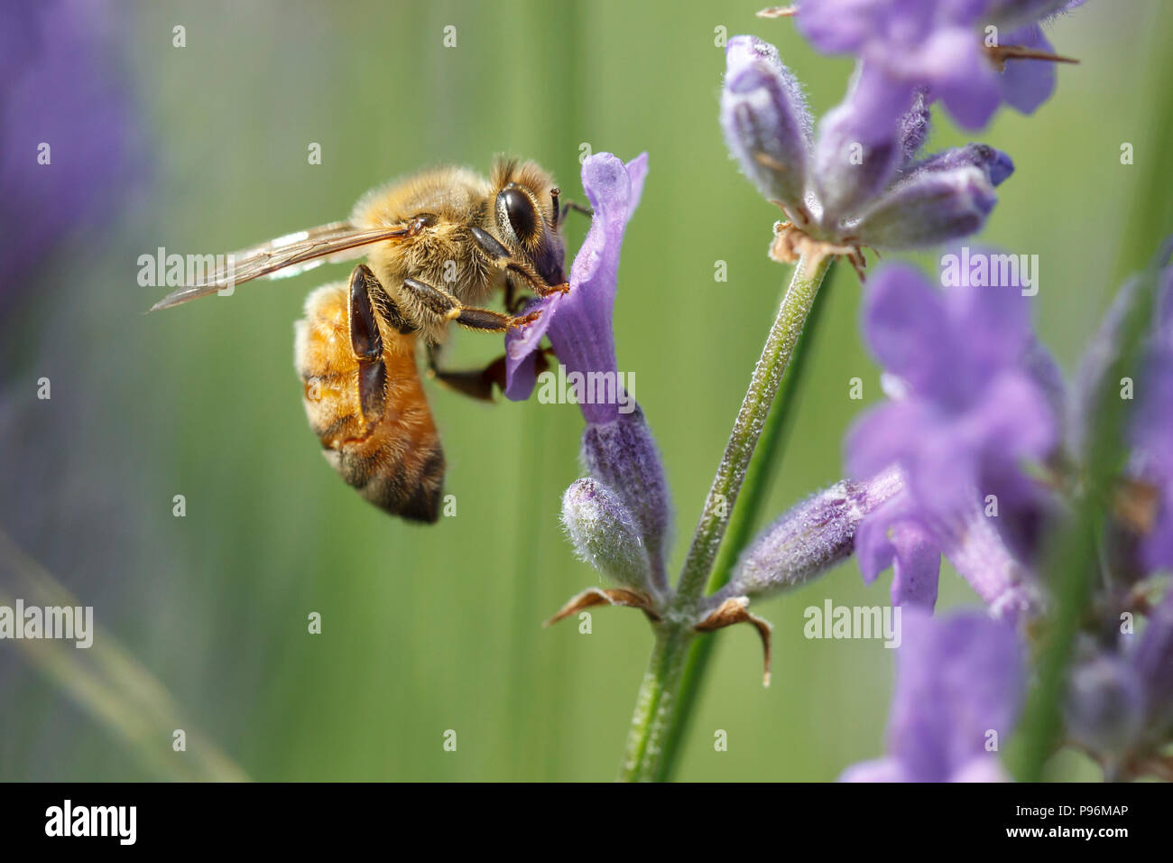 A close up of a honey bee, Apis, on a lavendar plant, Lavandula spica ...