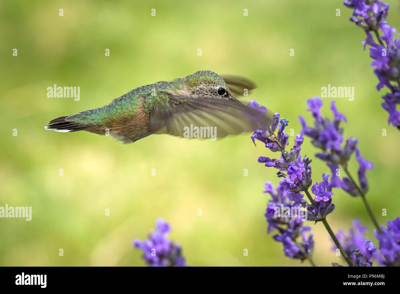 A female calliope hummingbird, selasphorus calliope, drinks the nectar ...