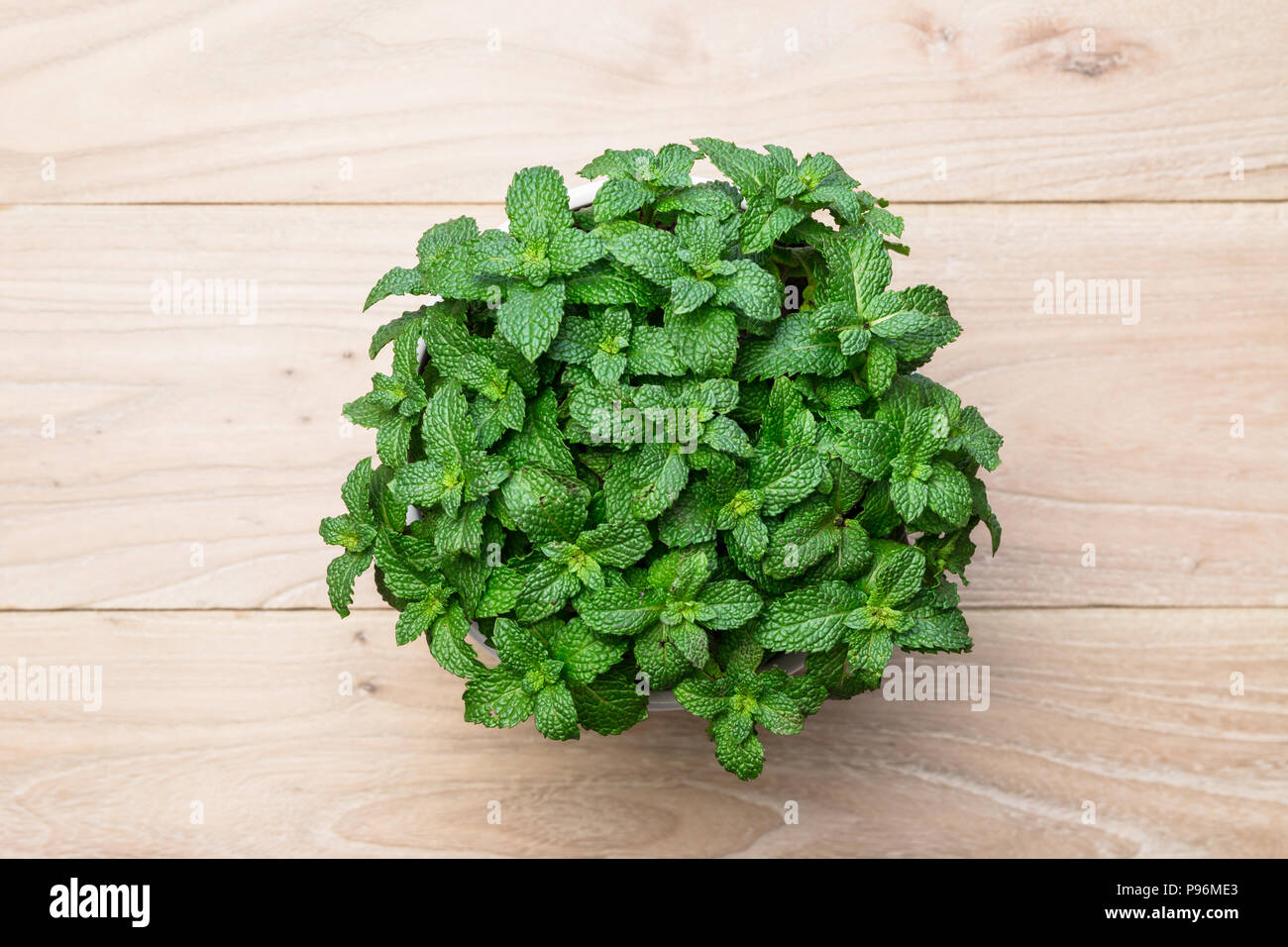 Potted mint hi-res stock photography and images - Alamy