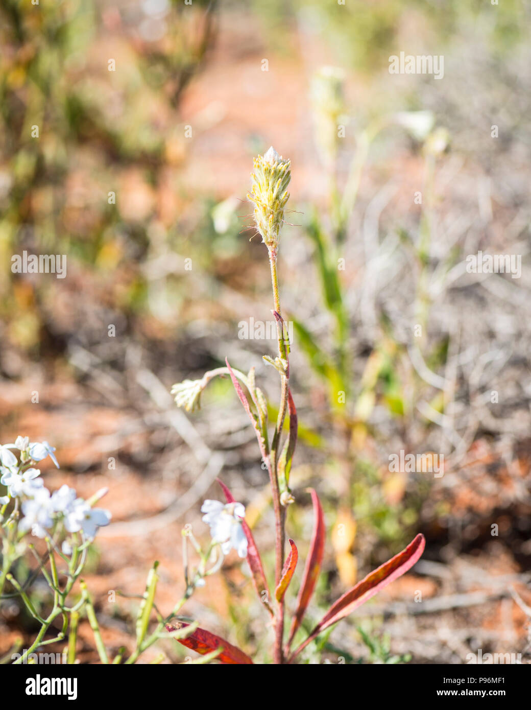 Outback wildflowers, Pilotis Stock Photo - Alamy