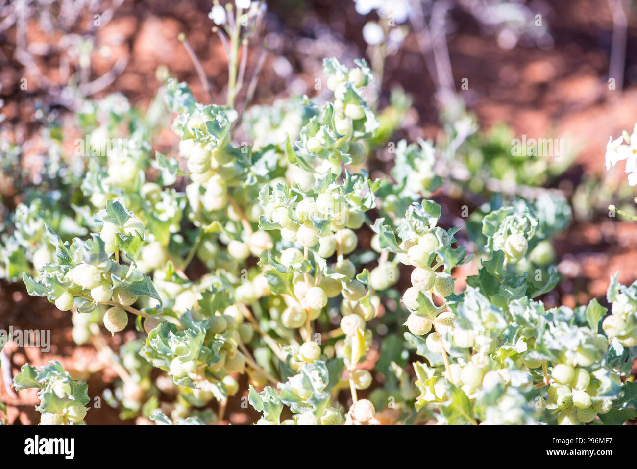 Saltbush plant hi-res stock photography and images - Alamy