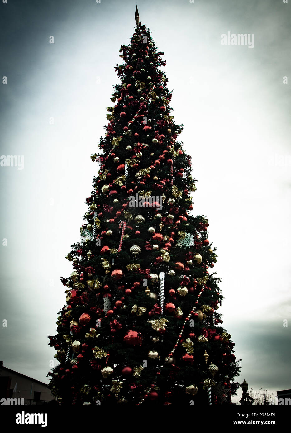 Very tall Christmas Tree Stock Photo - Alamy